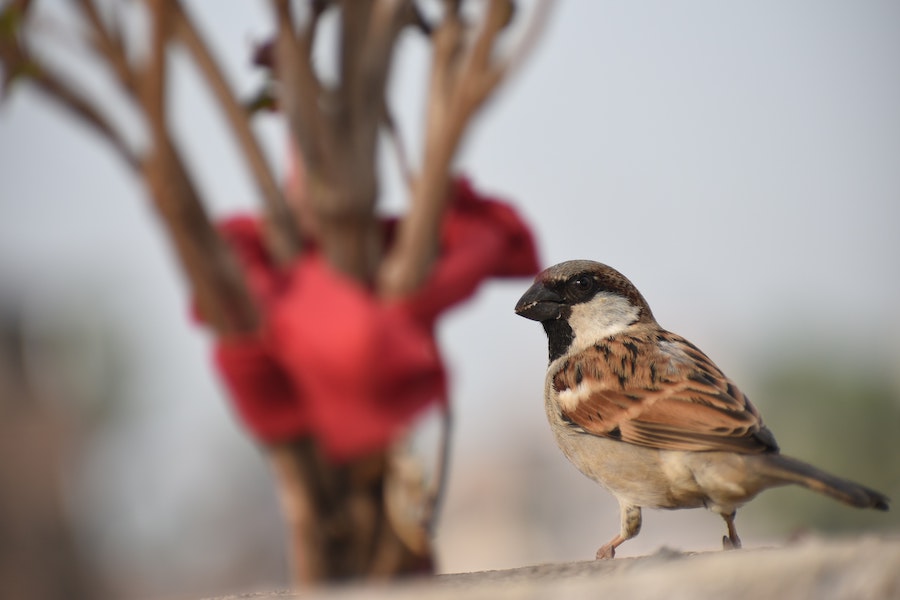 Zašto je vrabac simbol Beograda?